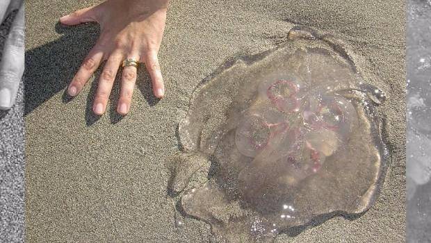Alertan por medusas aguamala en México | Despertar México
